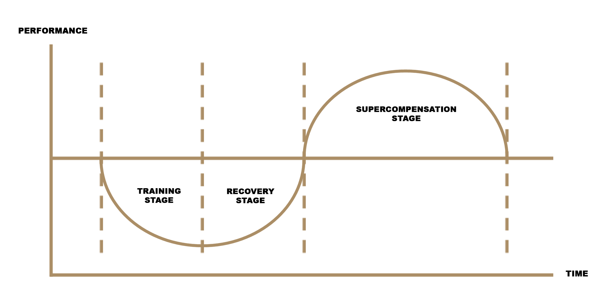 Supercompensation In Bodybuilding - All You Need To Know - CHRISMILLAS.COM
