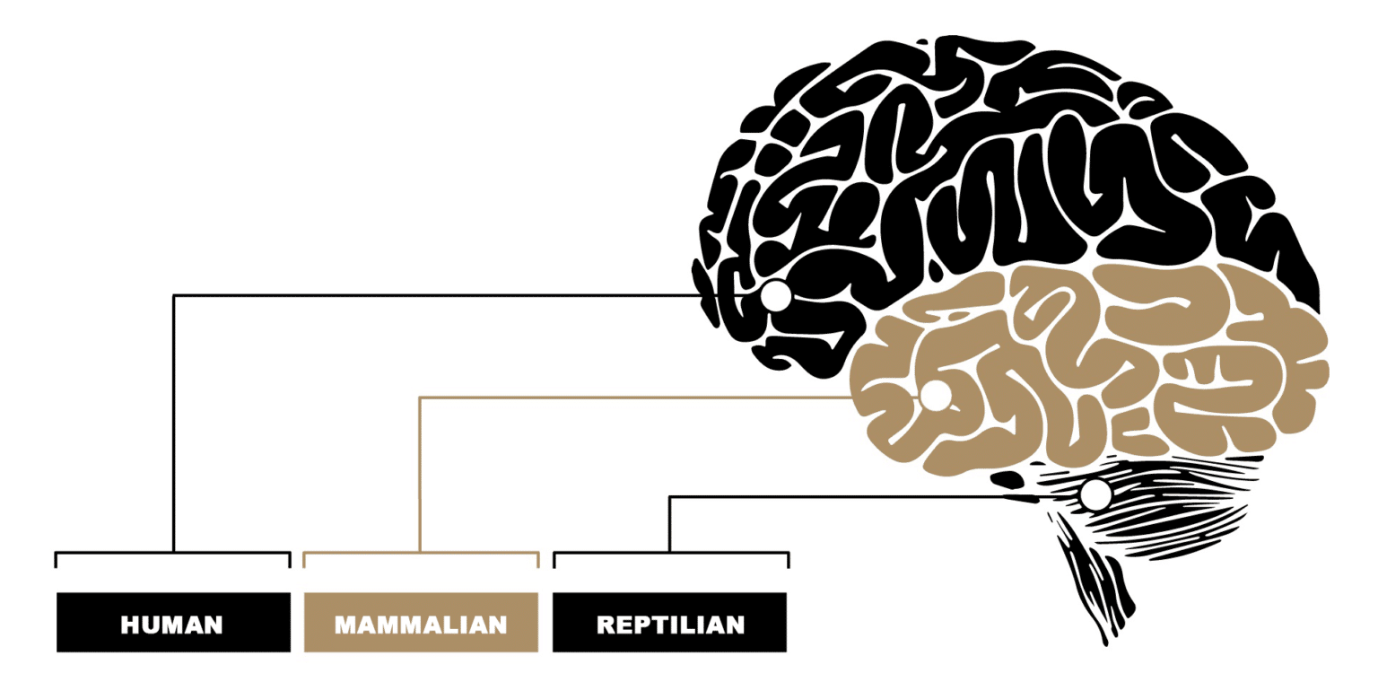 The Triune Brain Explained - All You Need To Know - CHRISMILLAS.COM