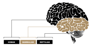 The Triune Brain Explained - All You Need To Know - CHRISMILLAS.COM
